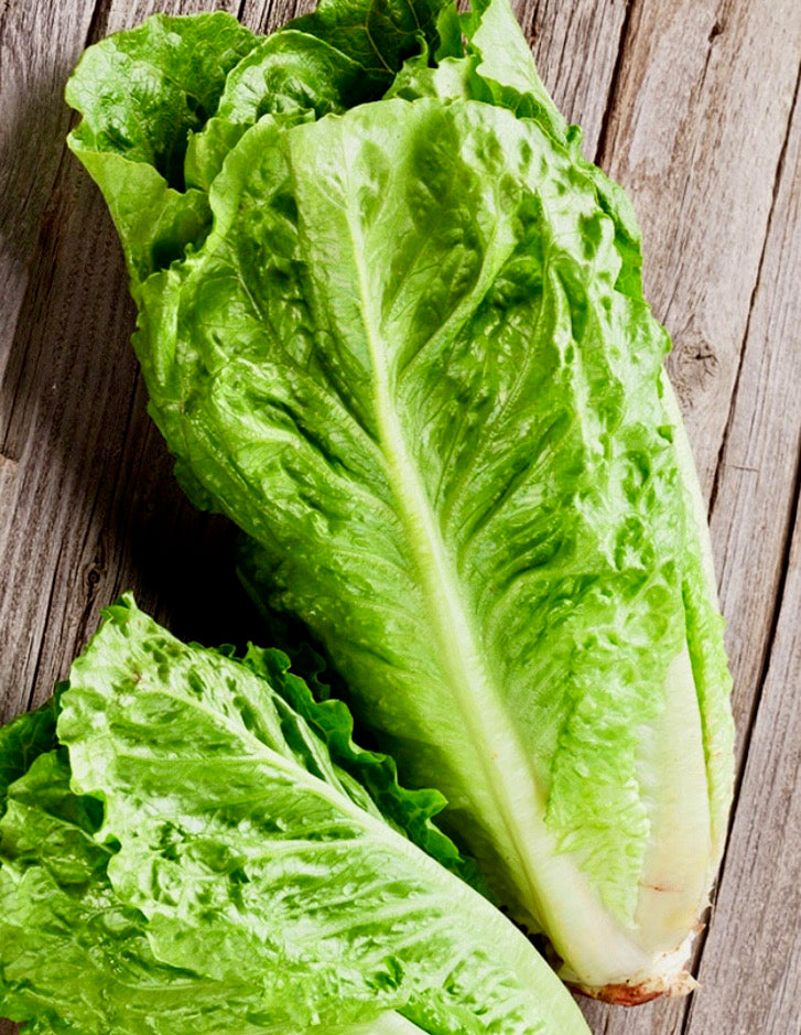 Lettuce, Romaine - 8 Count – Bradford Farm