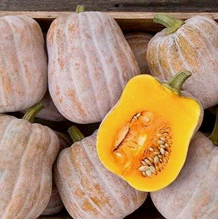 Squash - Autumn Frost 1/2 Bushel Case – Bradford Farm