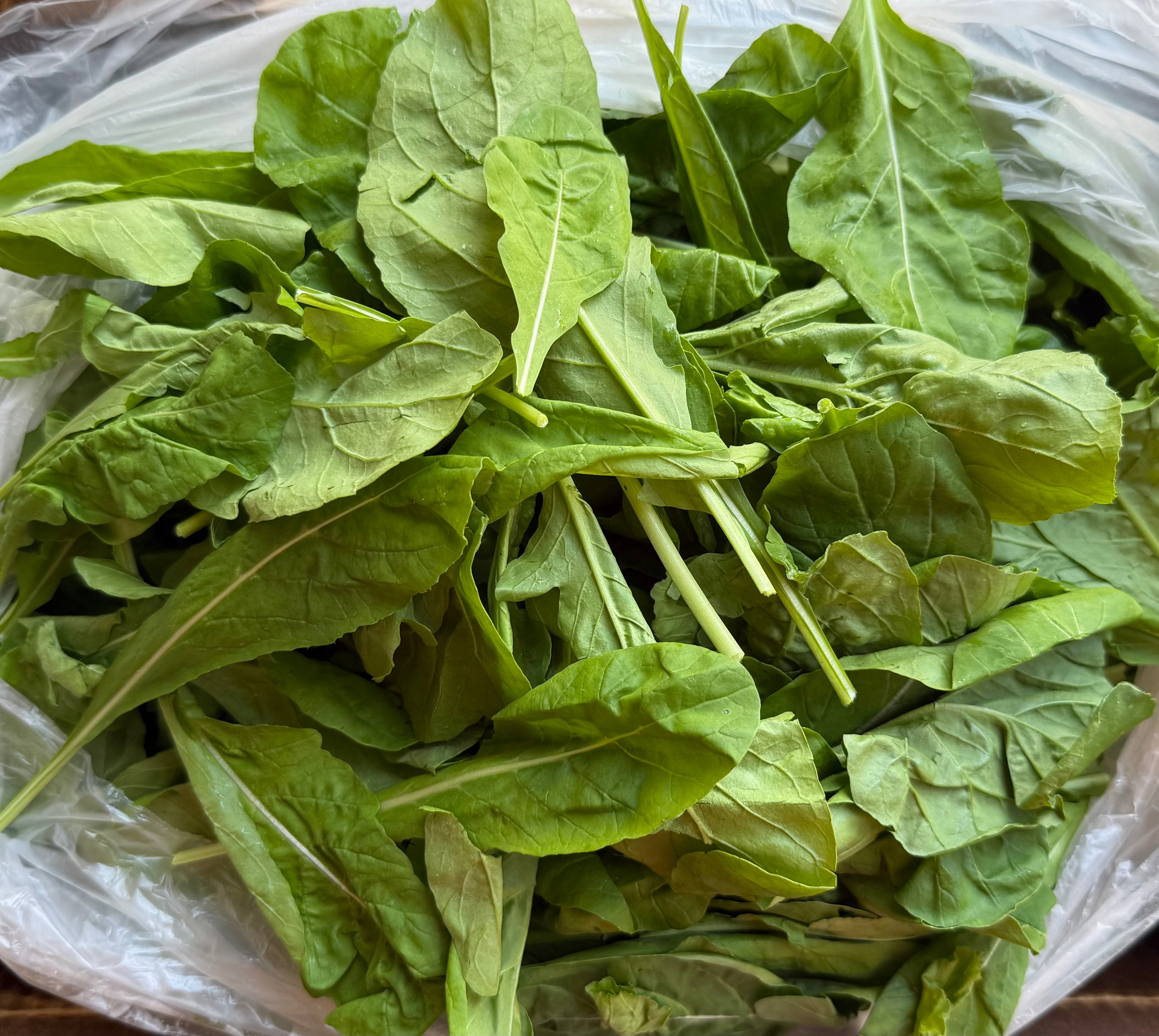 Arugula - 5lb Box – Bradford Farm