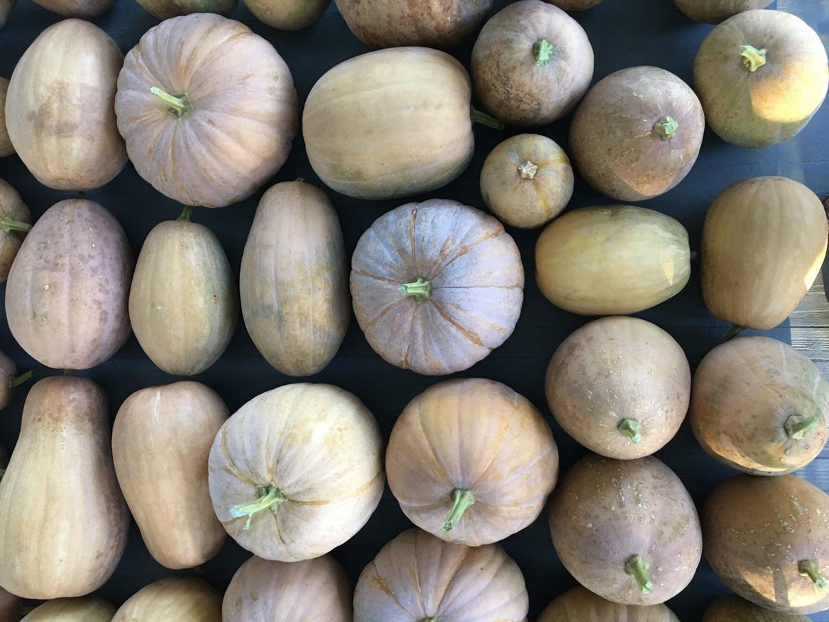 Dutch Fork Butternut Pumpkin - 30lb – Bradford Farm